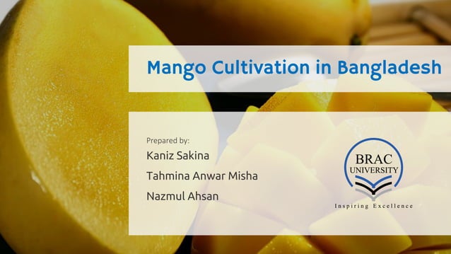 Mango cultivation in bangladesh | PDF | Agriculture | Industries
