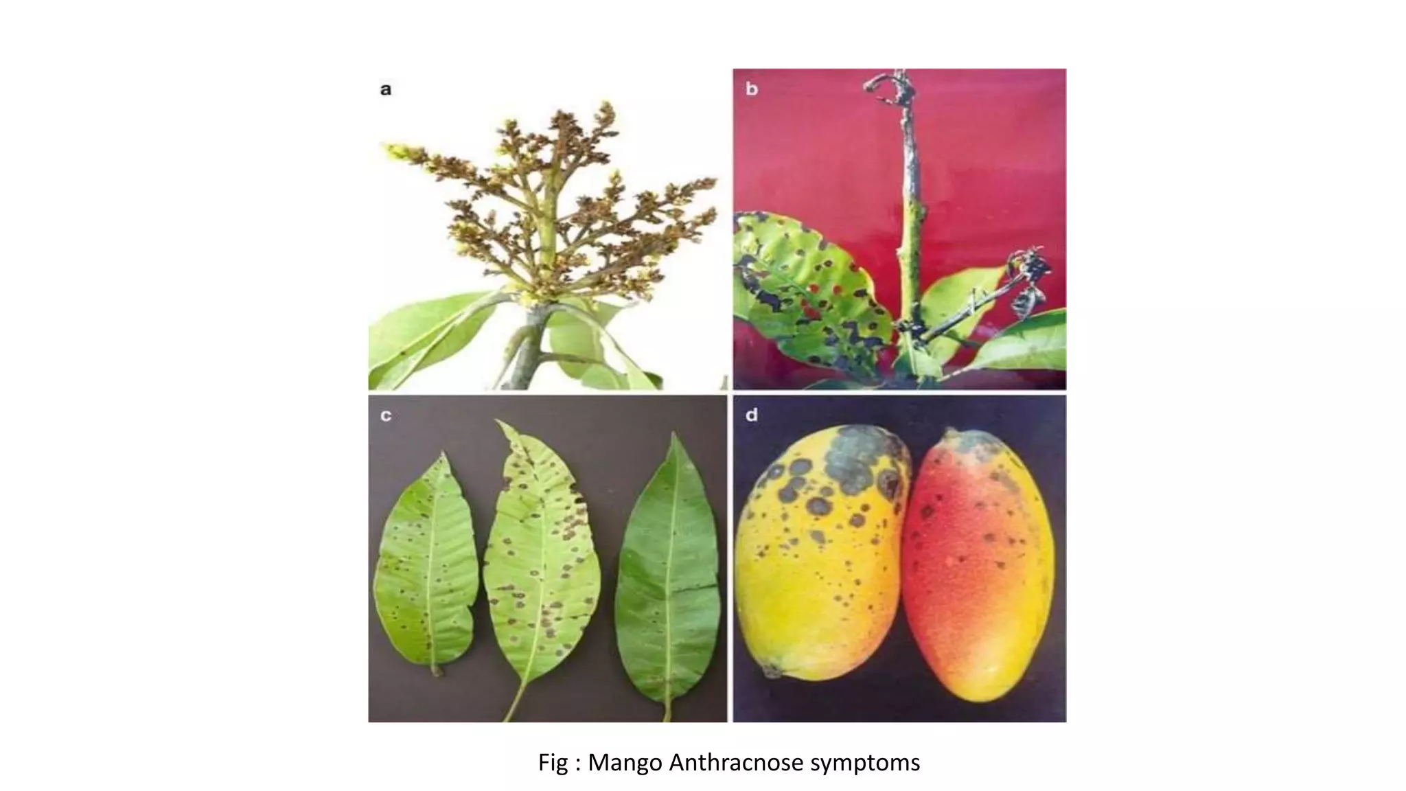 Mango diseases | PPTX
