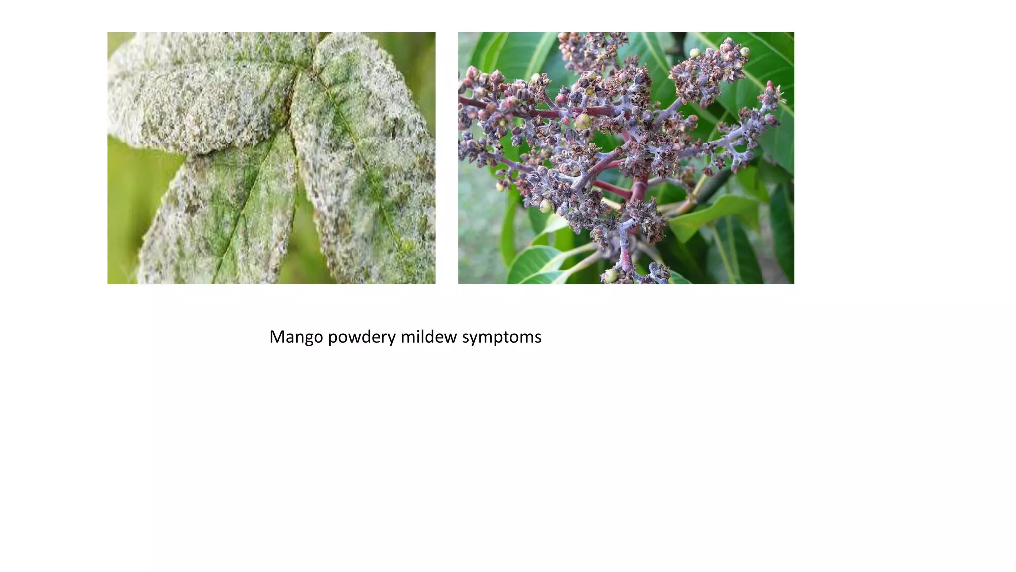 Mango diseases | PPTX