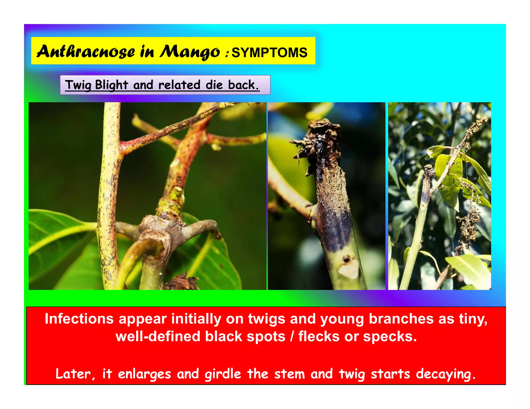 Mango diseases and its management | PDF