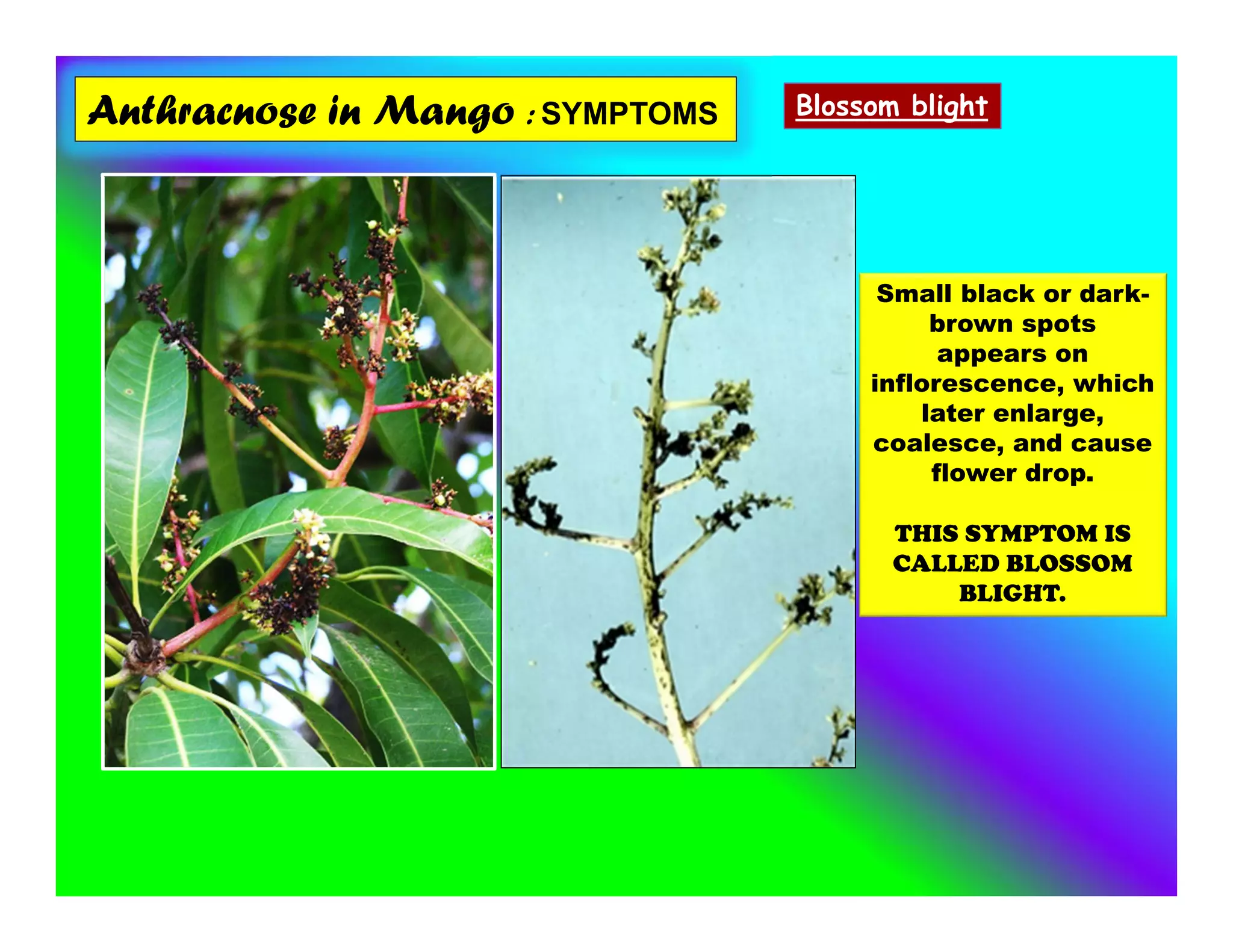 Mango diseases and its management | PDF