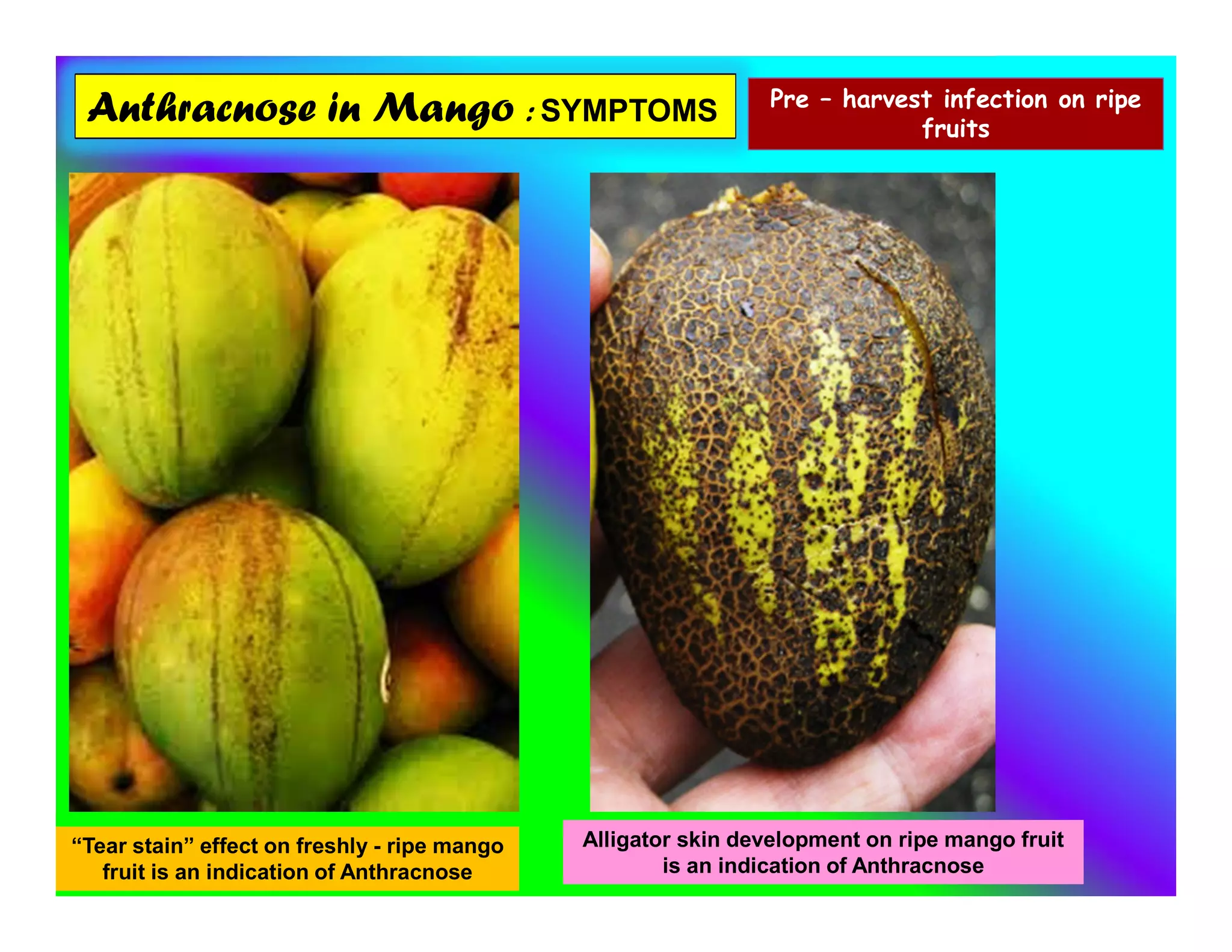 Mango diseases and its management | PDF