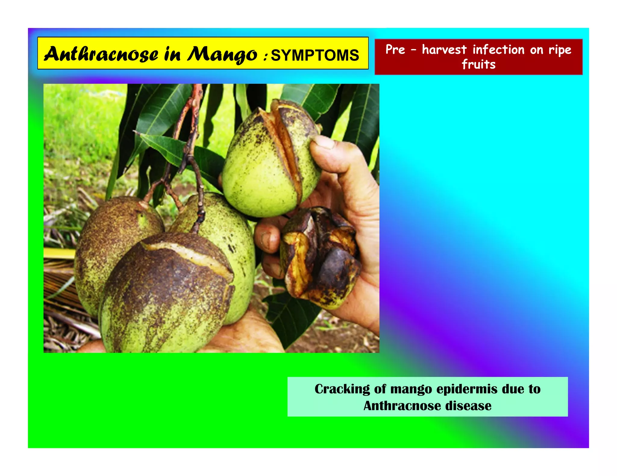 Mango diseases and its management | PDF