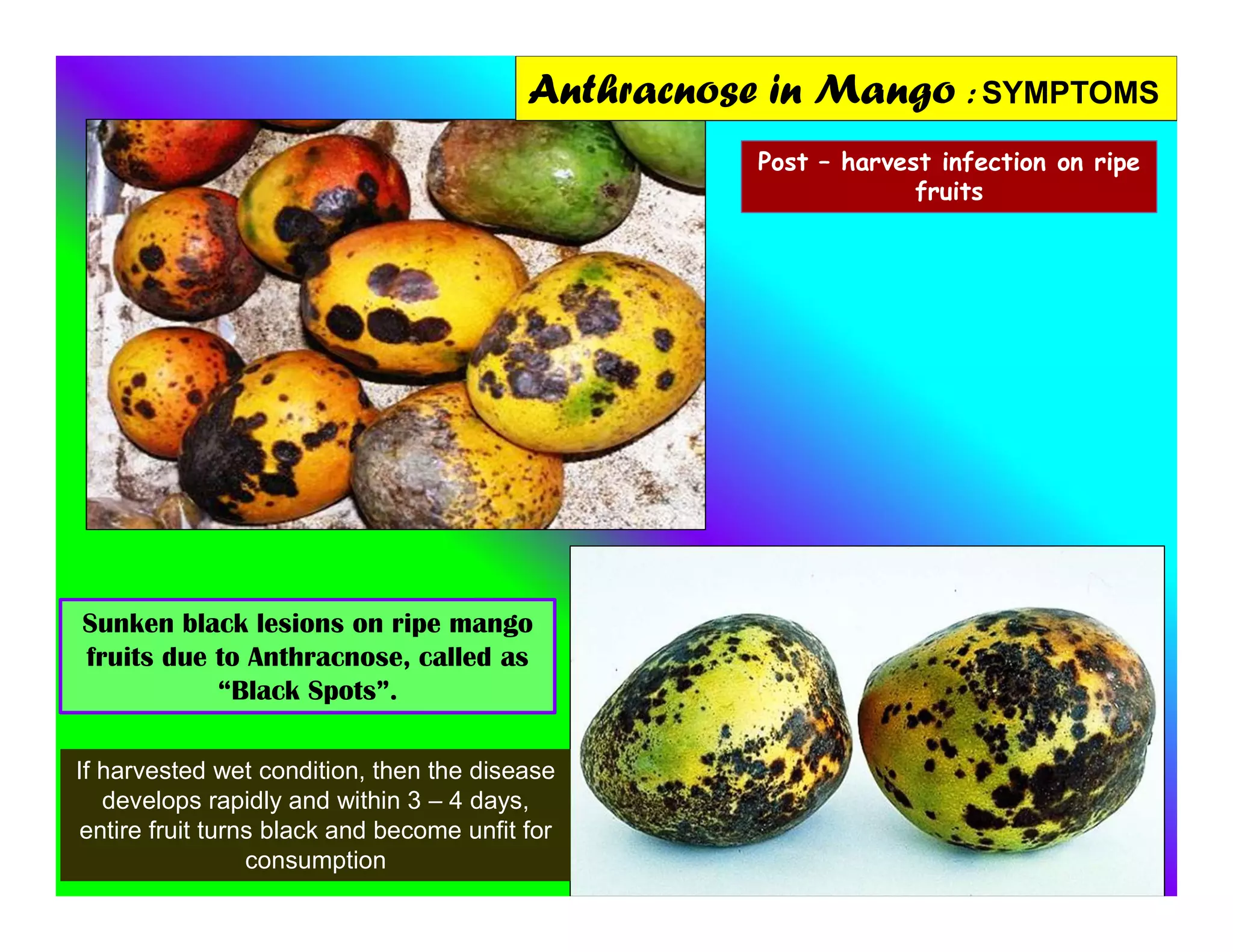 Mango diseases and its management | PDF