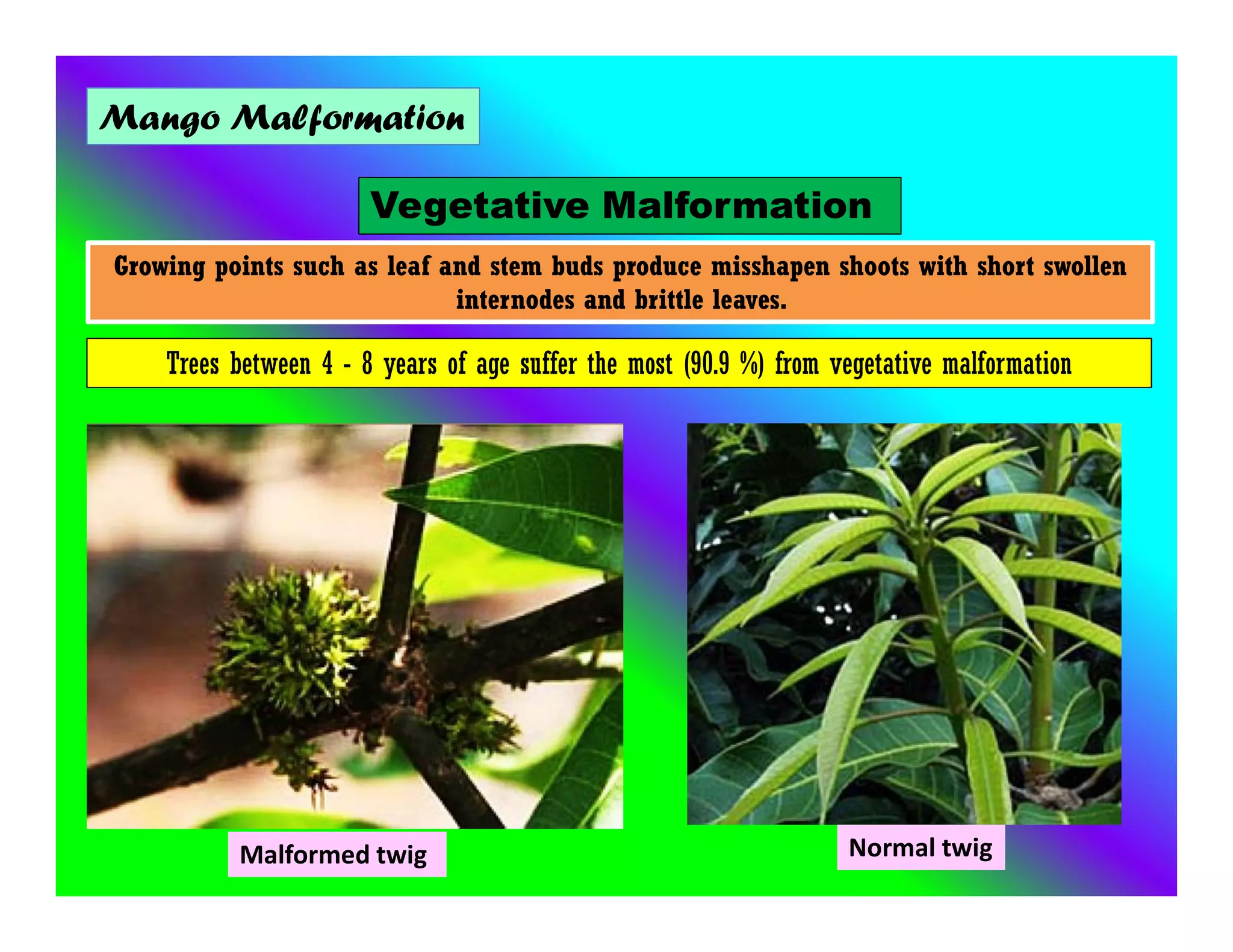 Mango diseases and its management | PDF