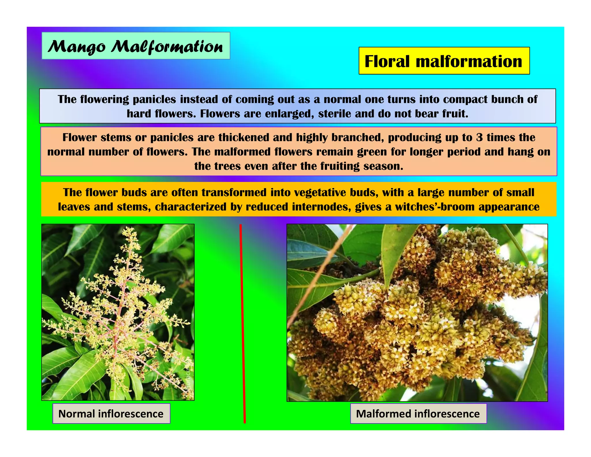 Mango diseases and its management | PDF