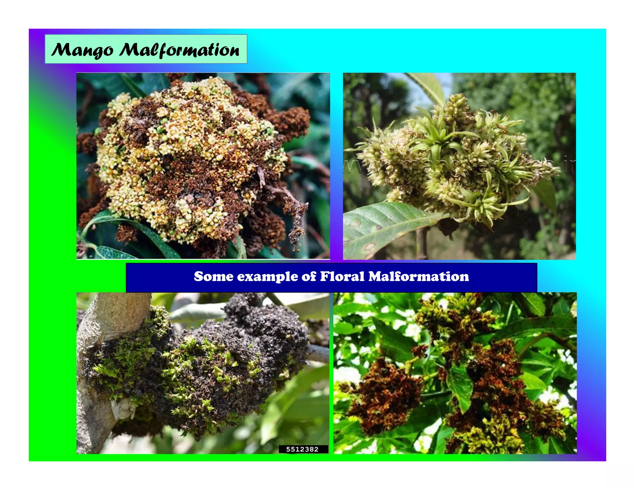 Mango diseases and its management | PDF