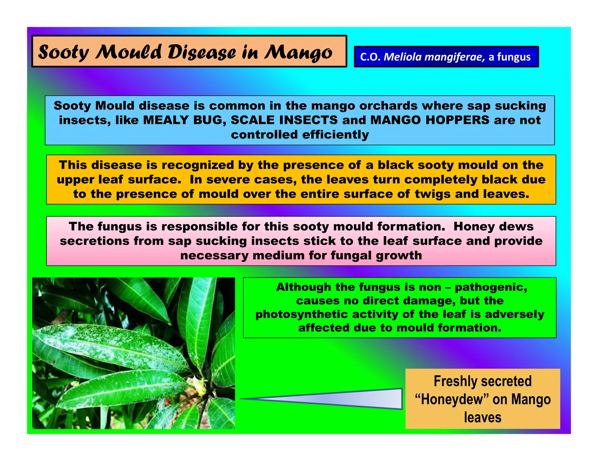 Mango diseases and its management | PDF