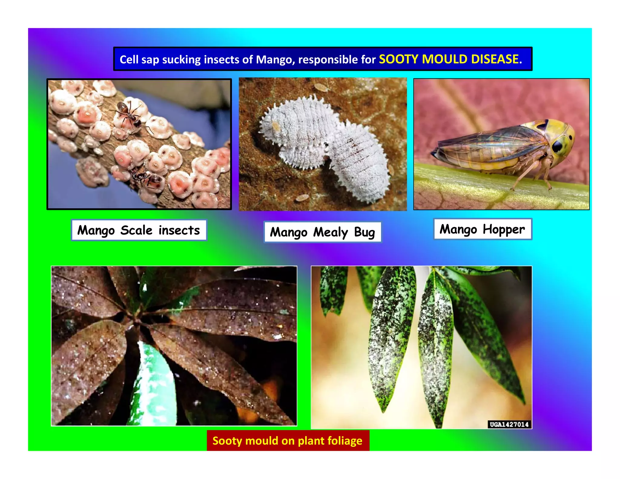 Mango diseases and its management | PDF