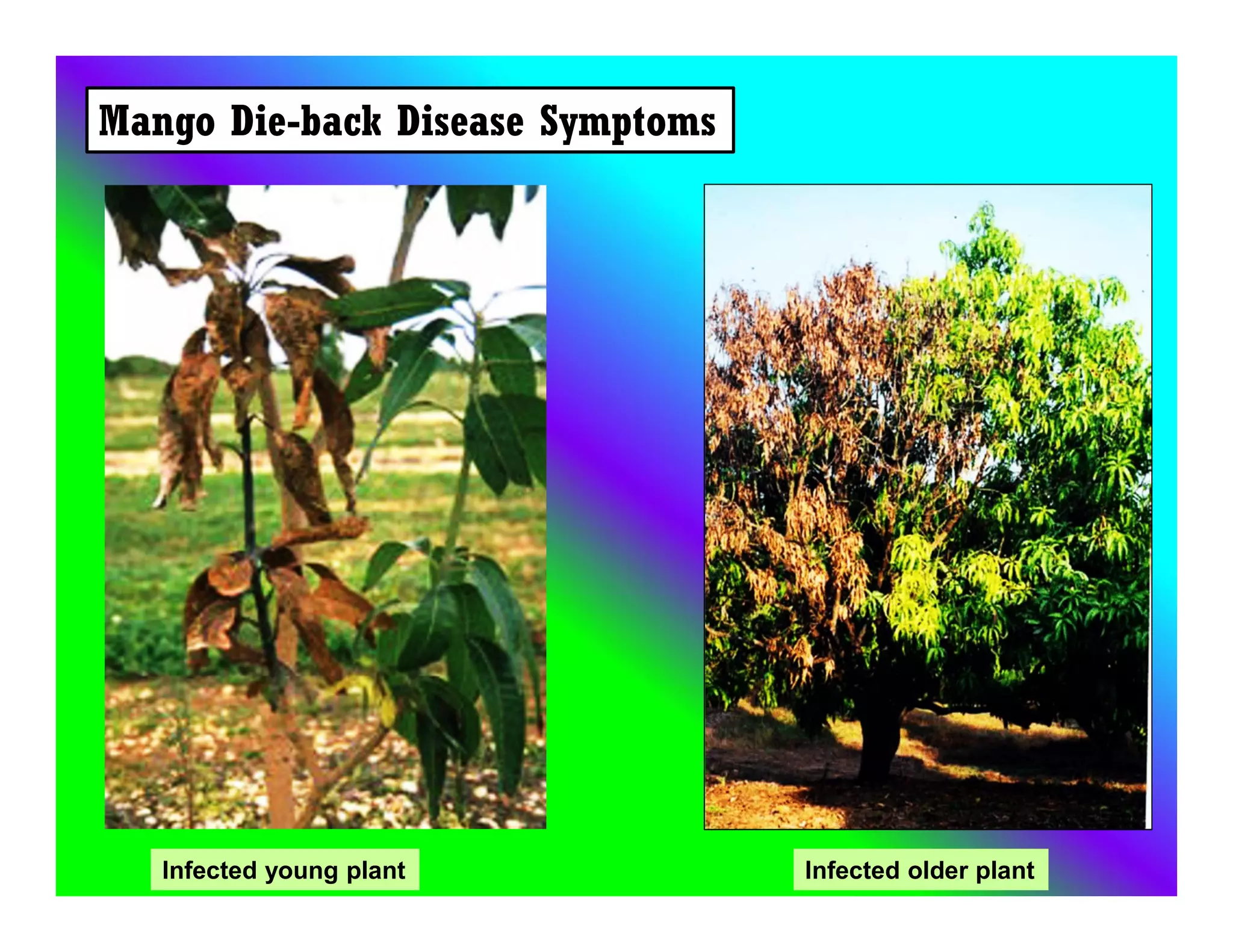 Mango diseases and its management | PDF
