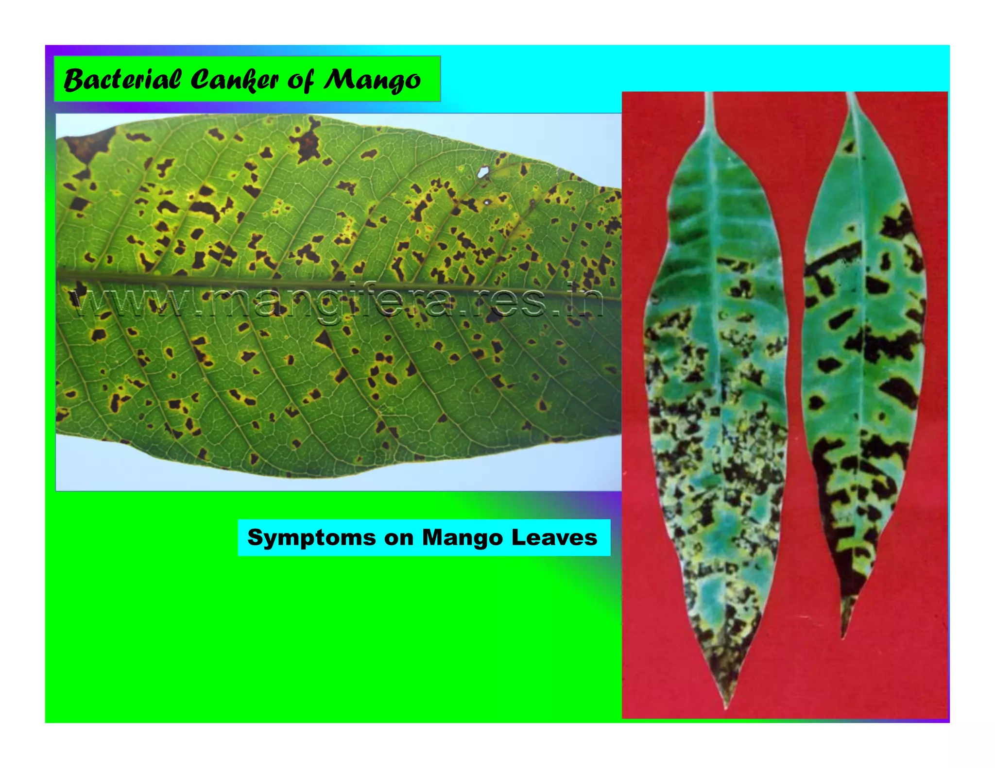 Mango diseases and its management | PDF