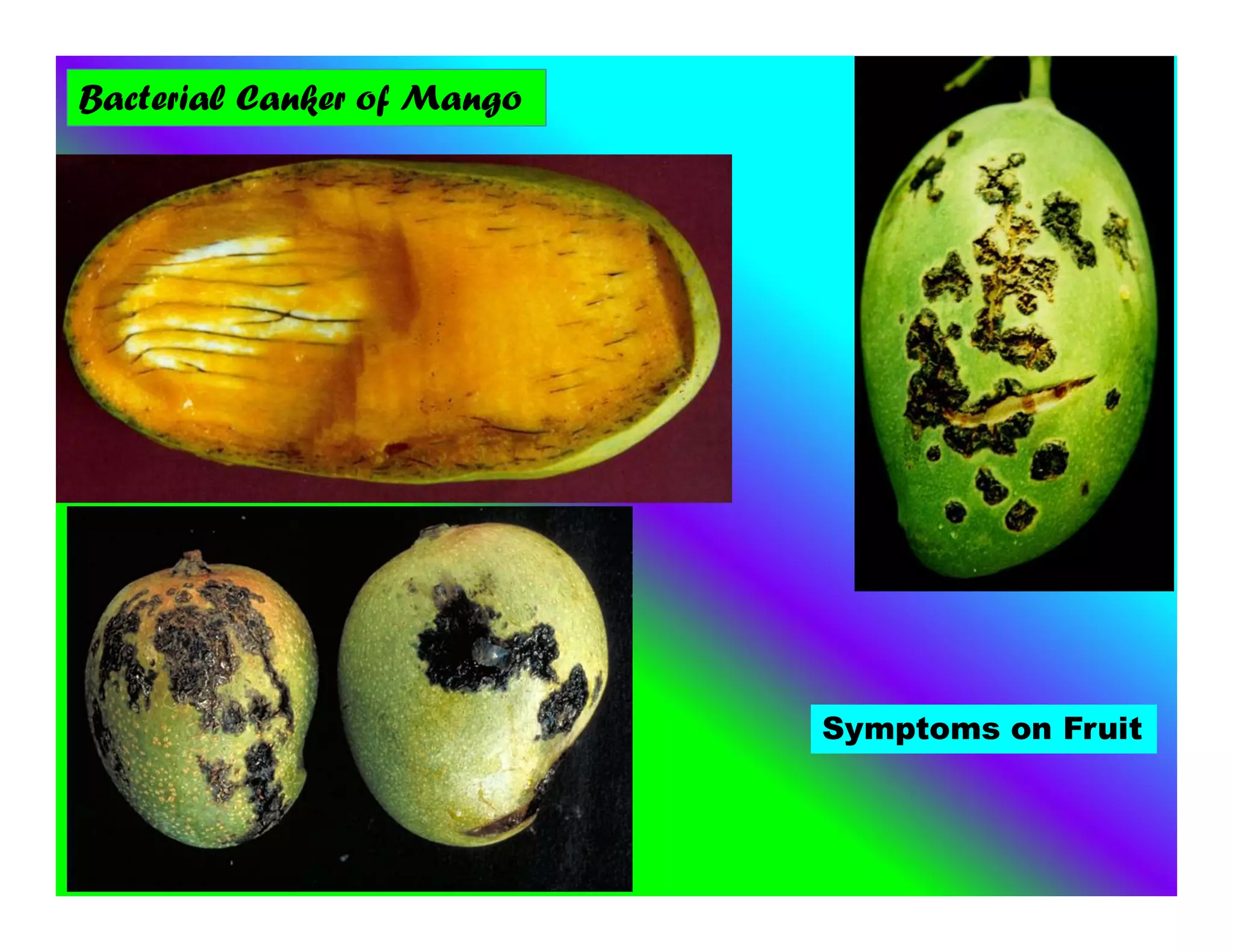 Mango diseases and its management | PDF