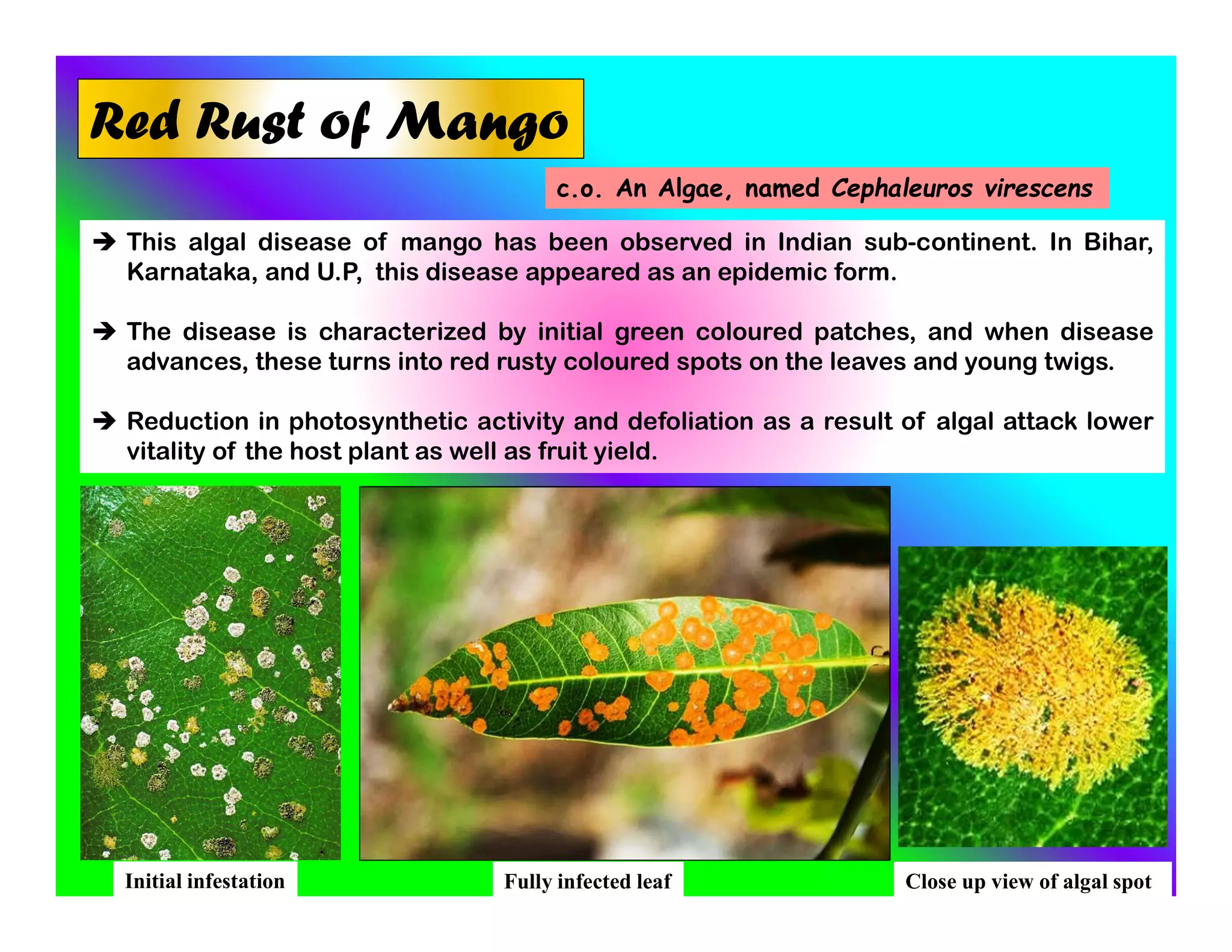 Mango diseases and its management | PDF