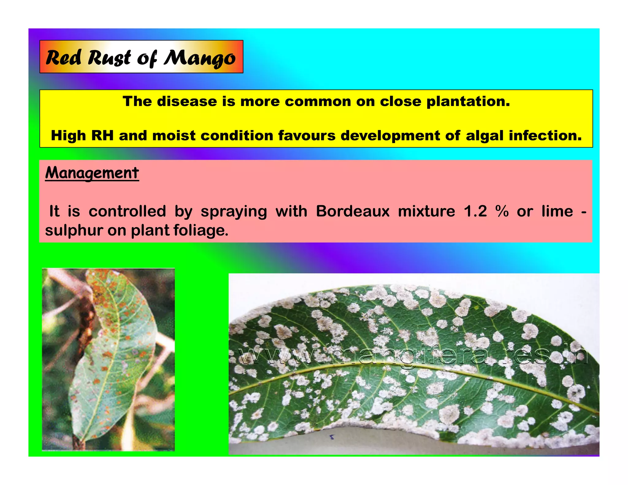 Mango diseases and its management | PDF