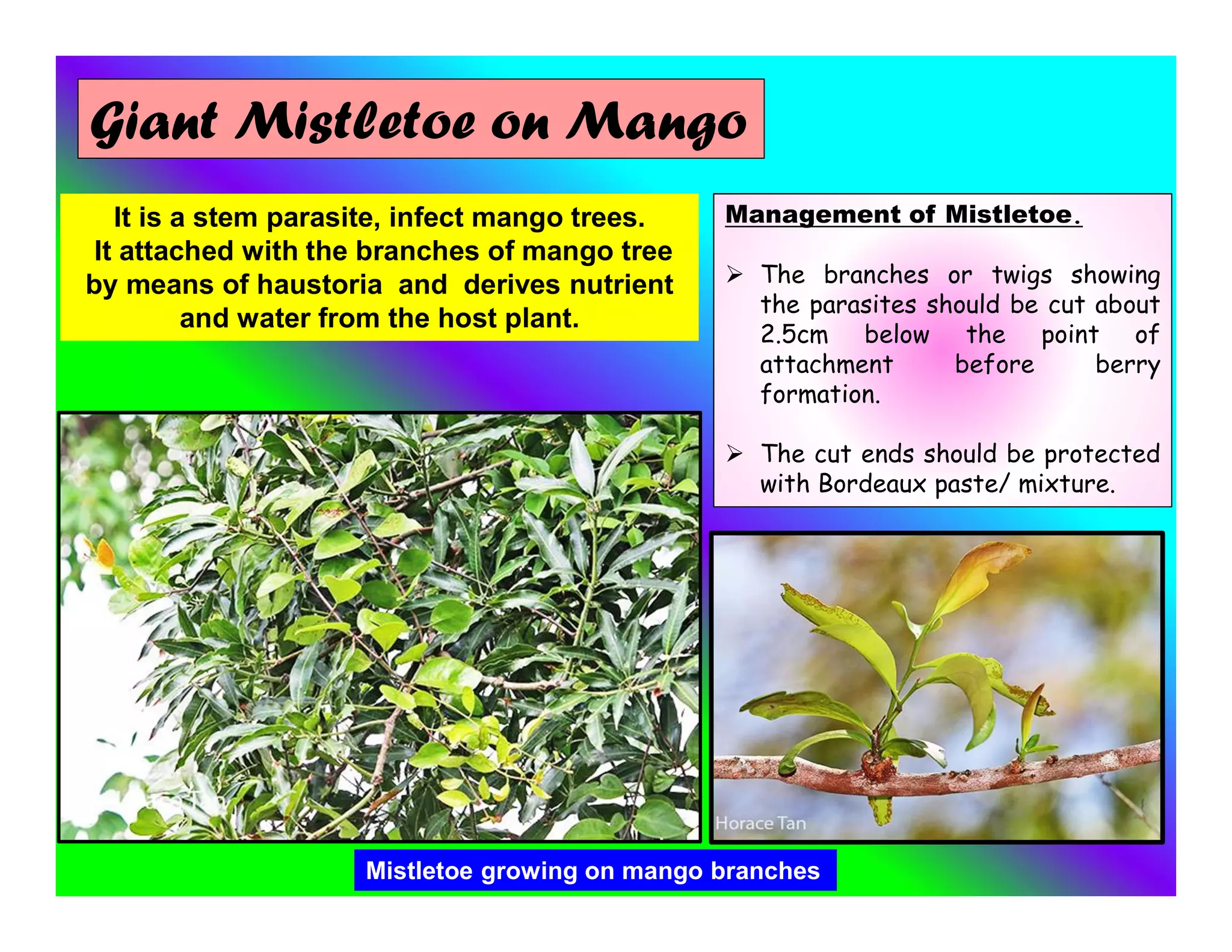 Mango diseases and its management | PDF