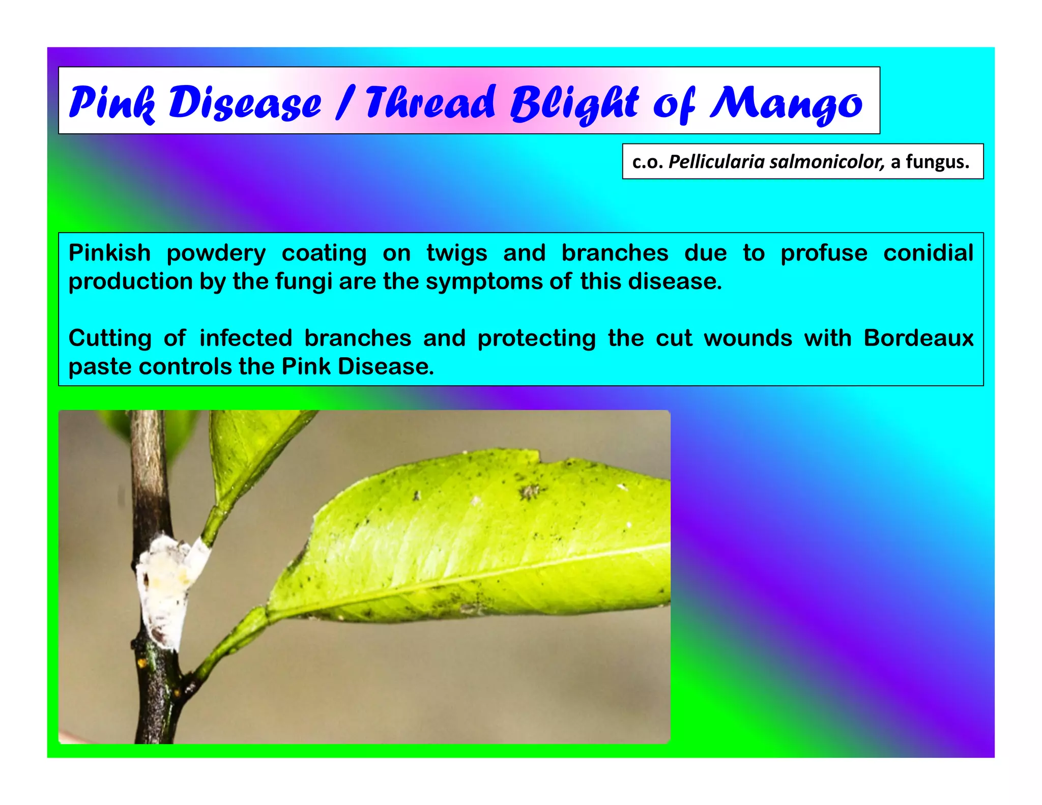 Mango diseases and its management | PDF