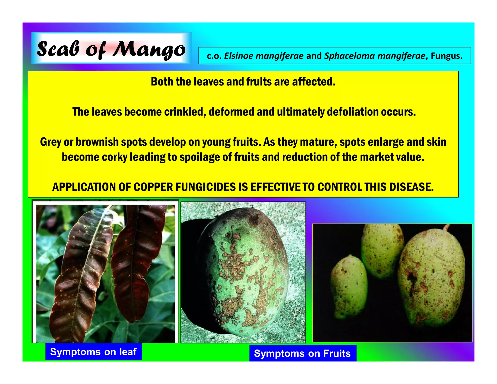 Mango diseases and its management | PDF