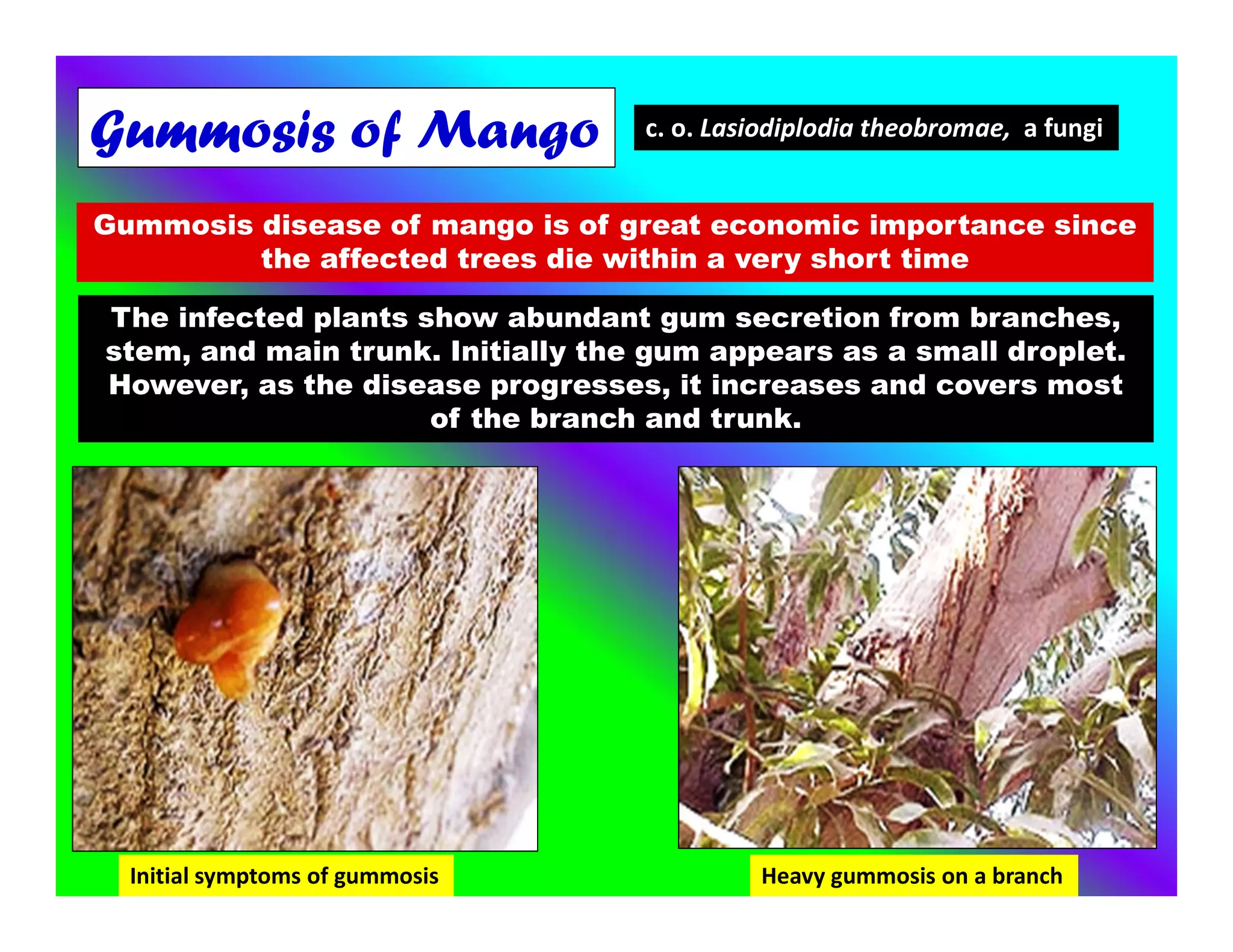 Mango diseases and its management | PDF