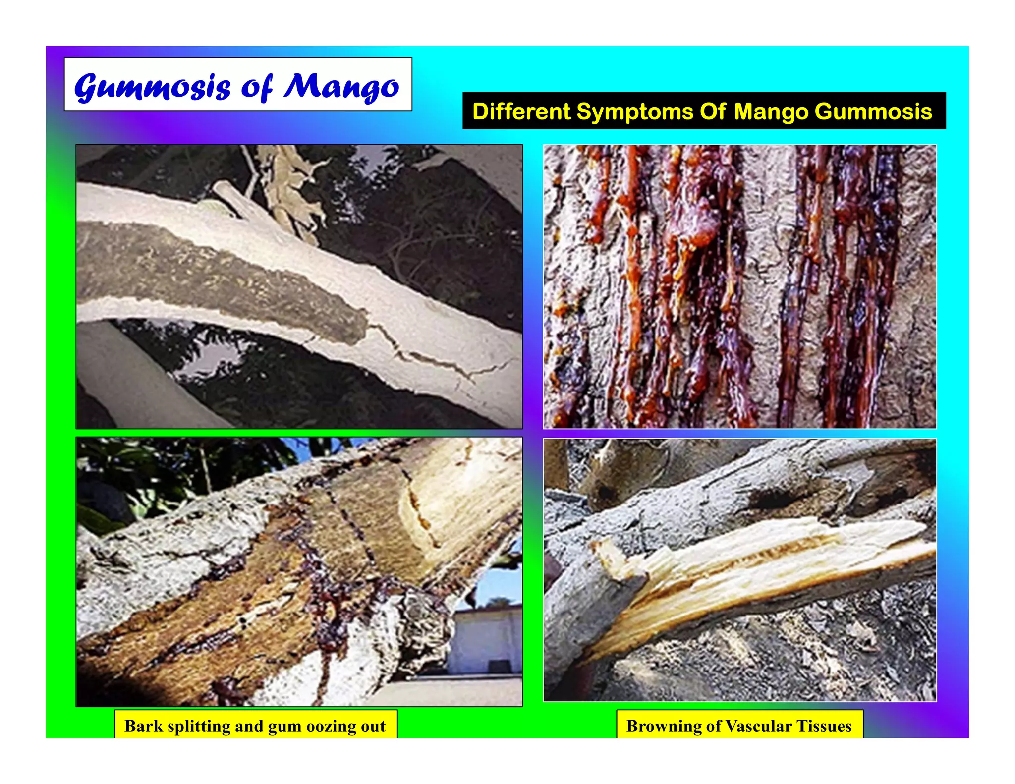 Mango diseases and its management | PDF