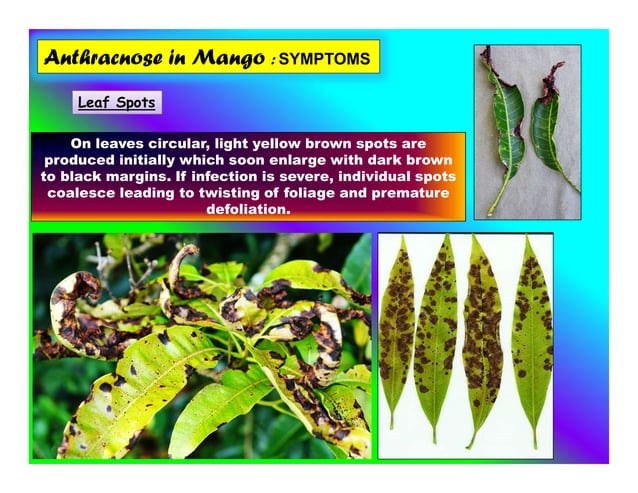 Mango diseases and its management | PDF