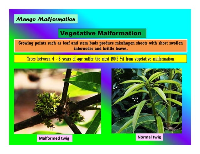 Mango diseases and its management | PDF