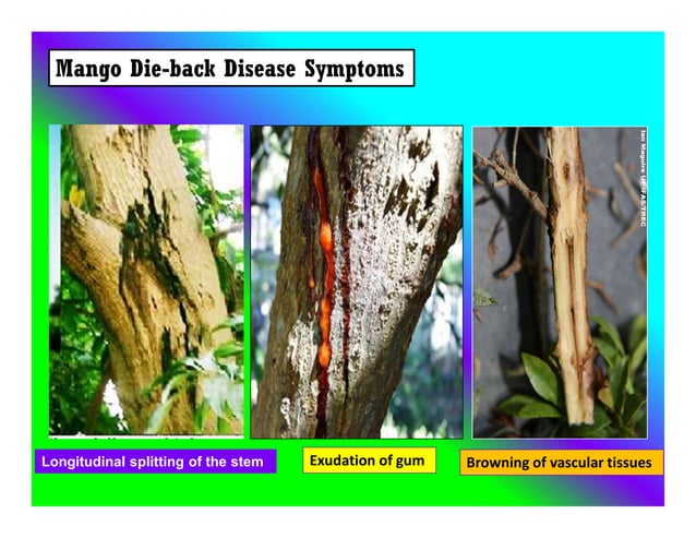 Mango diseases and its management | PDF