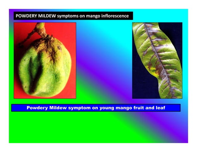 Mango diseases and its management | PDF