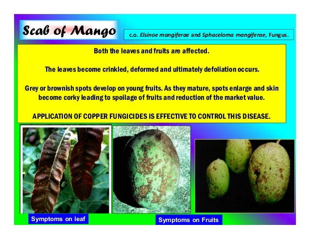 Mango diseases and its management