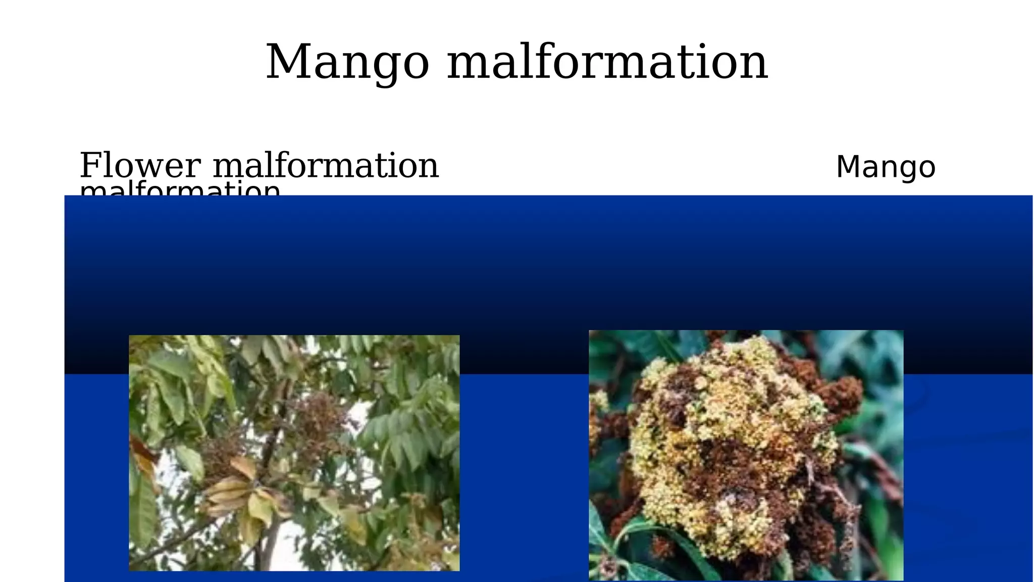Mango diseases and their management in pakistan.pptx. by Farhan Meyo | PPT