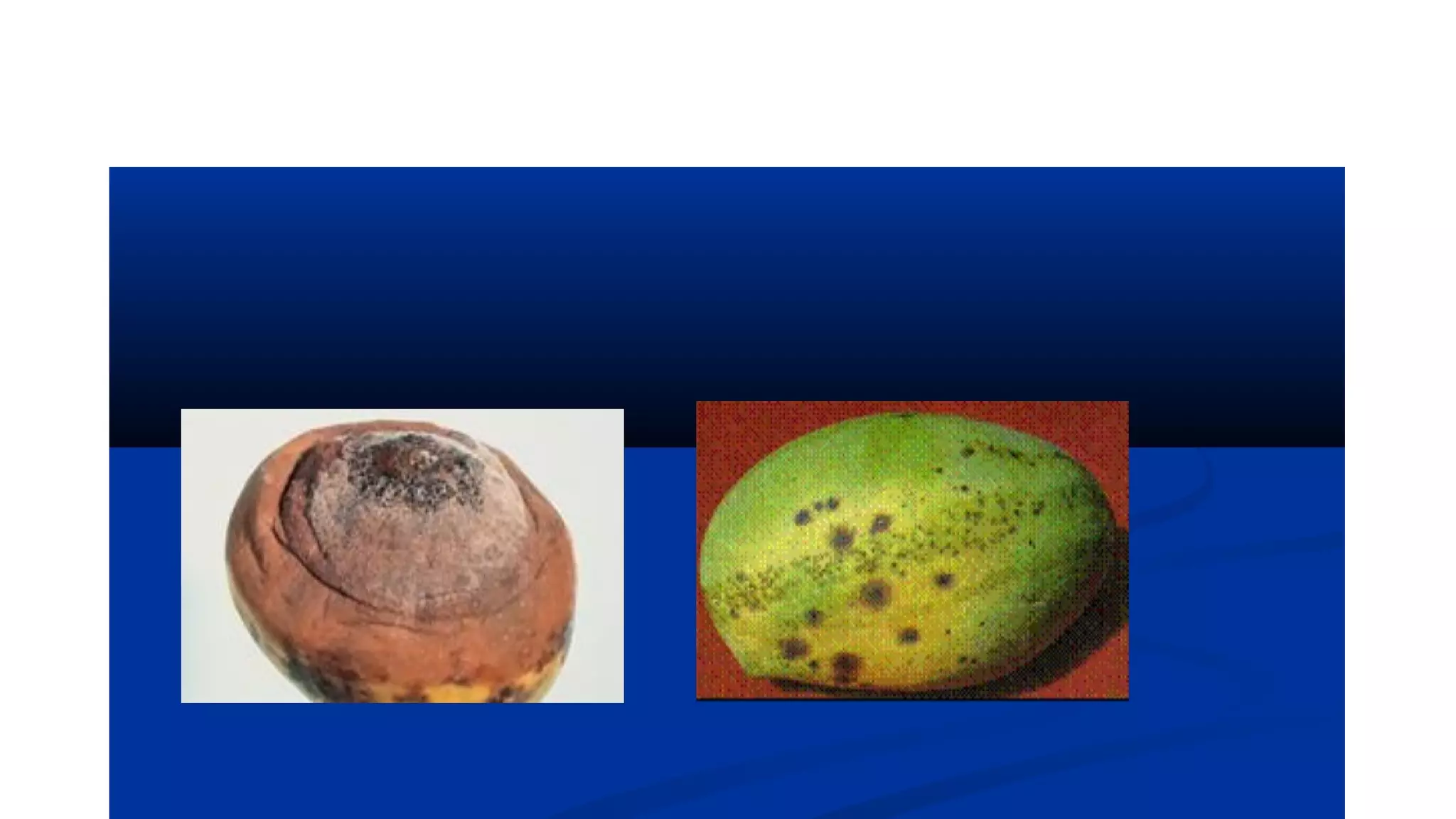 Mango diseases and their management in pakistan.pptx. by Farhan Meyo | PPT