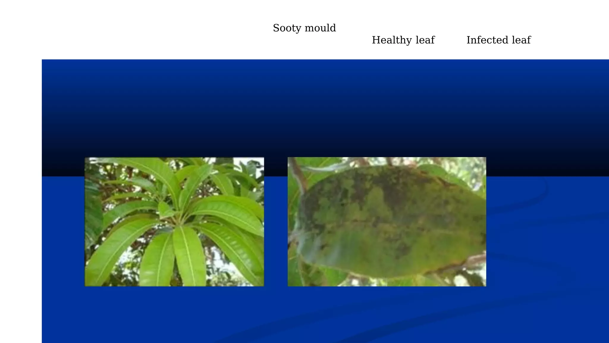 Mango diseases and their management in pakistan.pptx. by Farhan Meyo | PPT