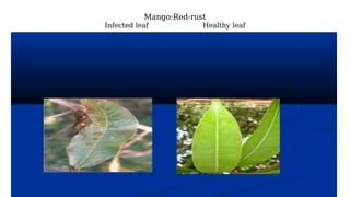 Mango diseases and their management in pakistan.pptx. by Farhan Meyo | PPT
