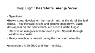 Mango diseases and their management in pakistan.pptx. by Farhan Meyo | PPT