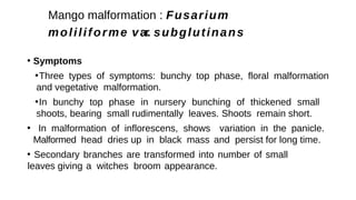 Mango diseases and their management in pakistan.pptx. by Farhan Meyo | PDF