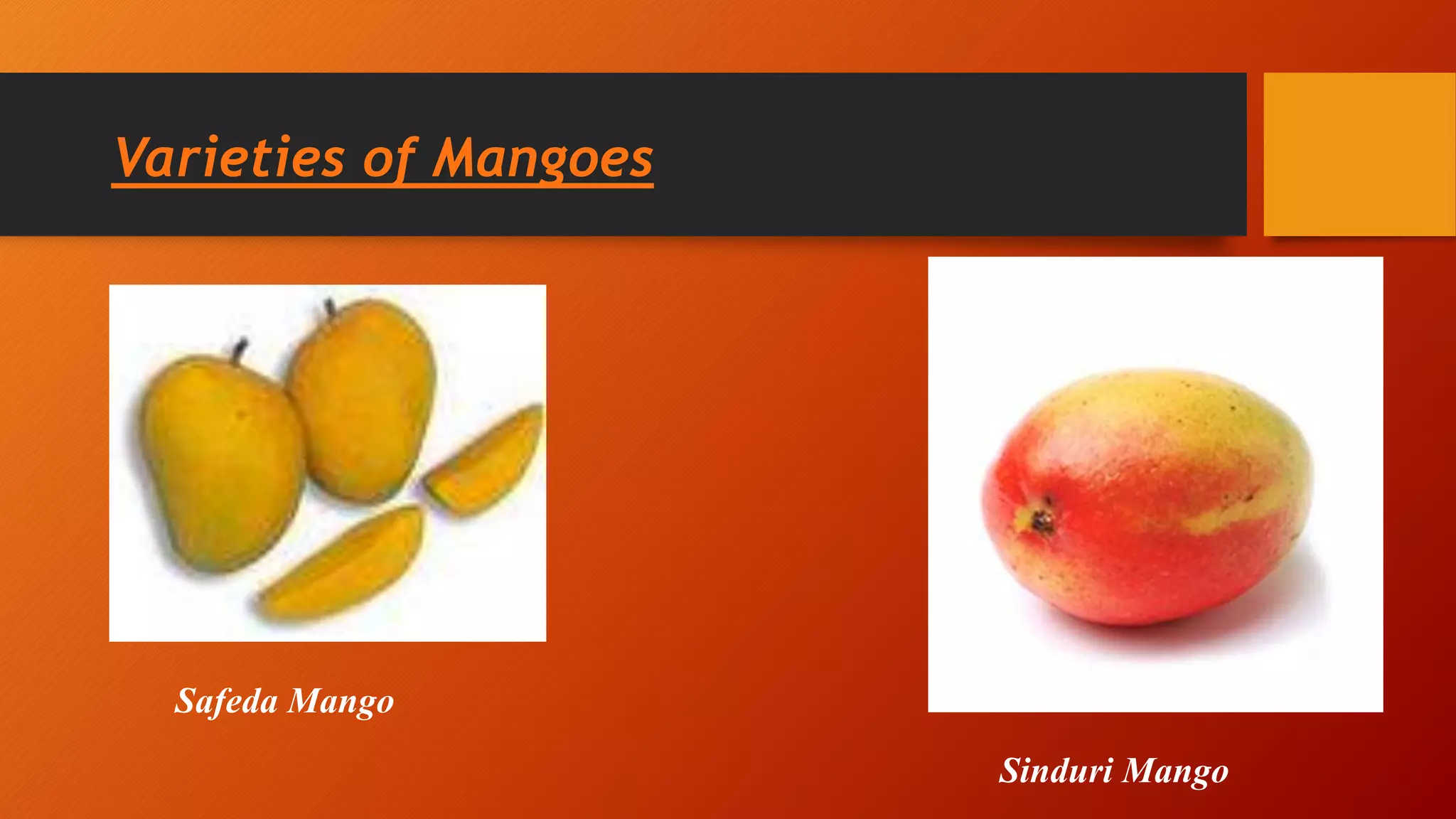 Mangoes Round the year PPT | PPTX