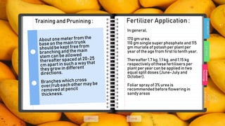 Mango: Production Technology , Plant protection , Agronomy , Varieties ...
