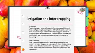 Mango: Production Technology , Plant protection , Agronomy , Varieties ...