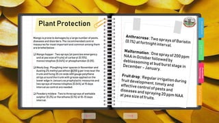 Mango: Production Technology , Plant protection , Agronomy , Varieties ...