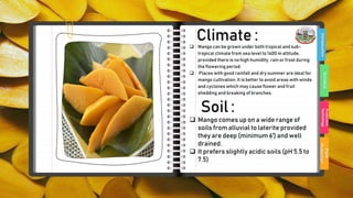 Mango: Production Technology , Plant protection , Agronomy , Varieties ...