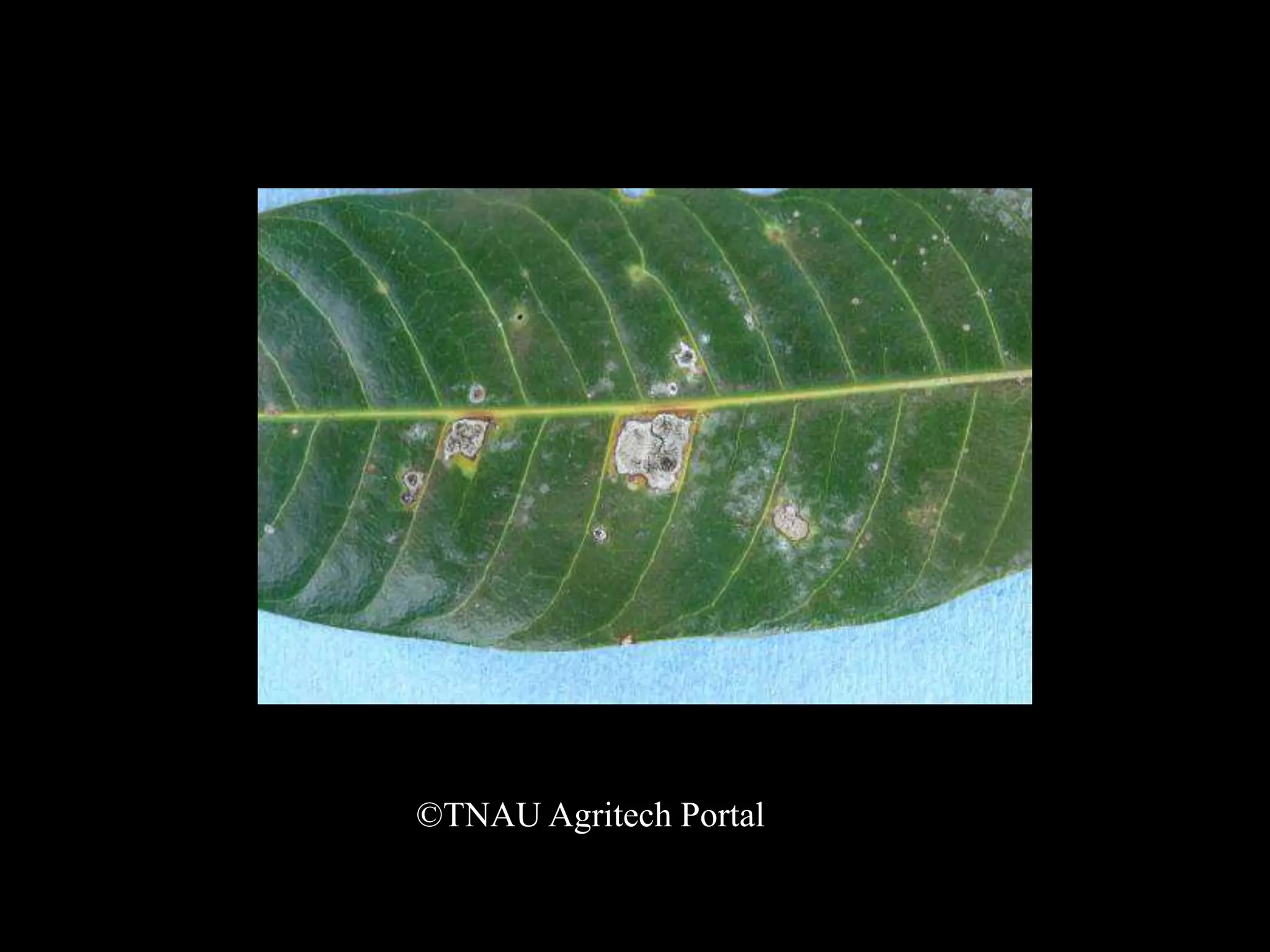 Mango grey blight | PPT