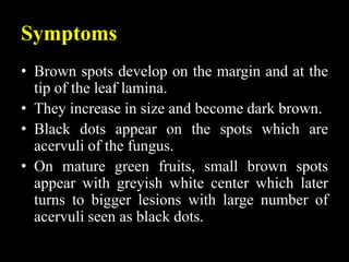 Mango grey blight | PPT