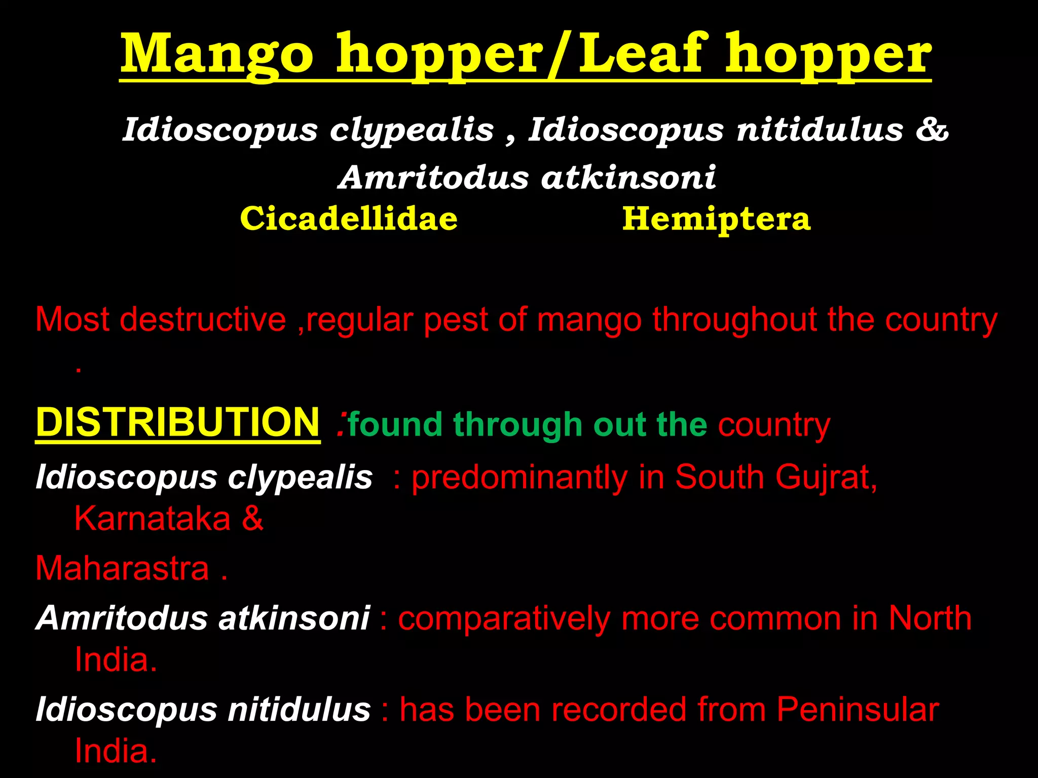 Important Mango Pests | PPT