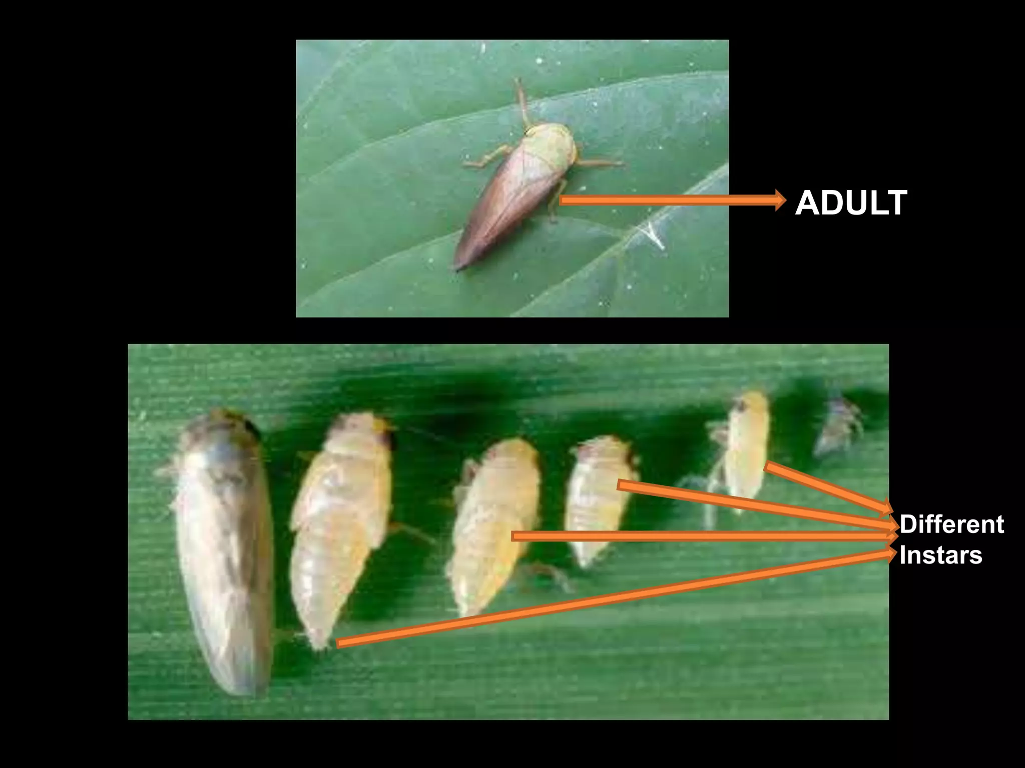 Important Mango Pests | PPT