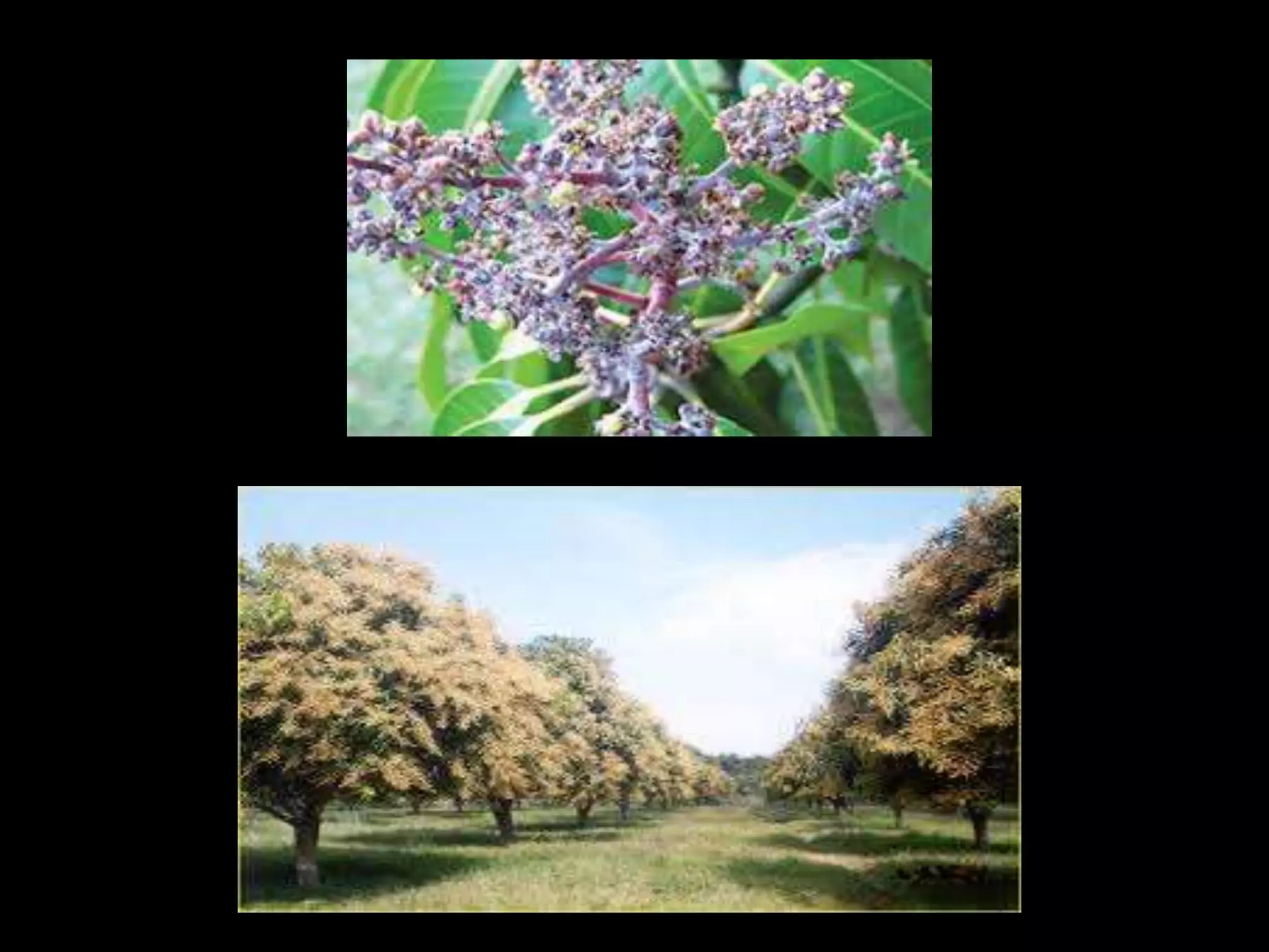 Important Mango Pests | PPT