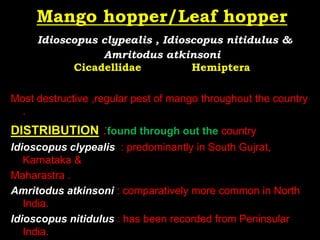 Important Mango Pests | PPT