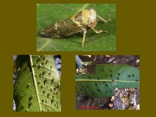 Important Mango Pests | PPT