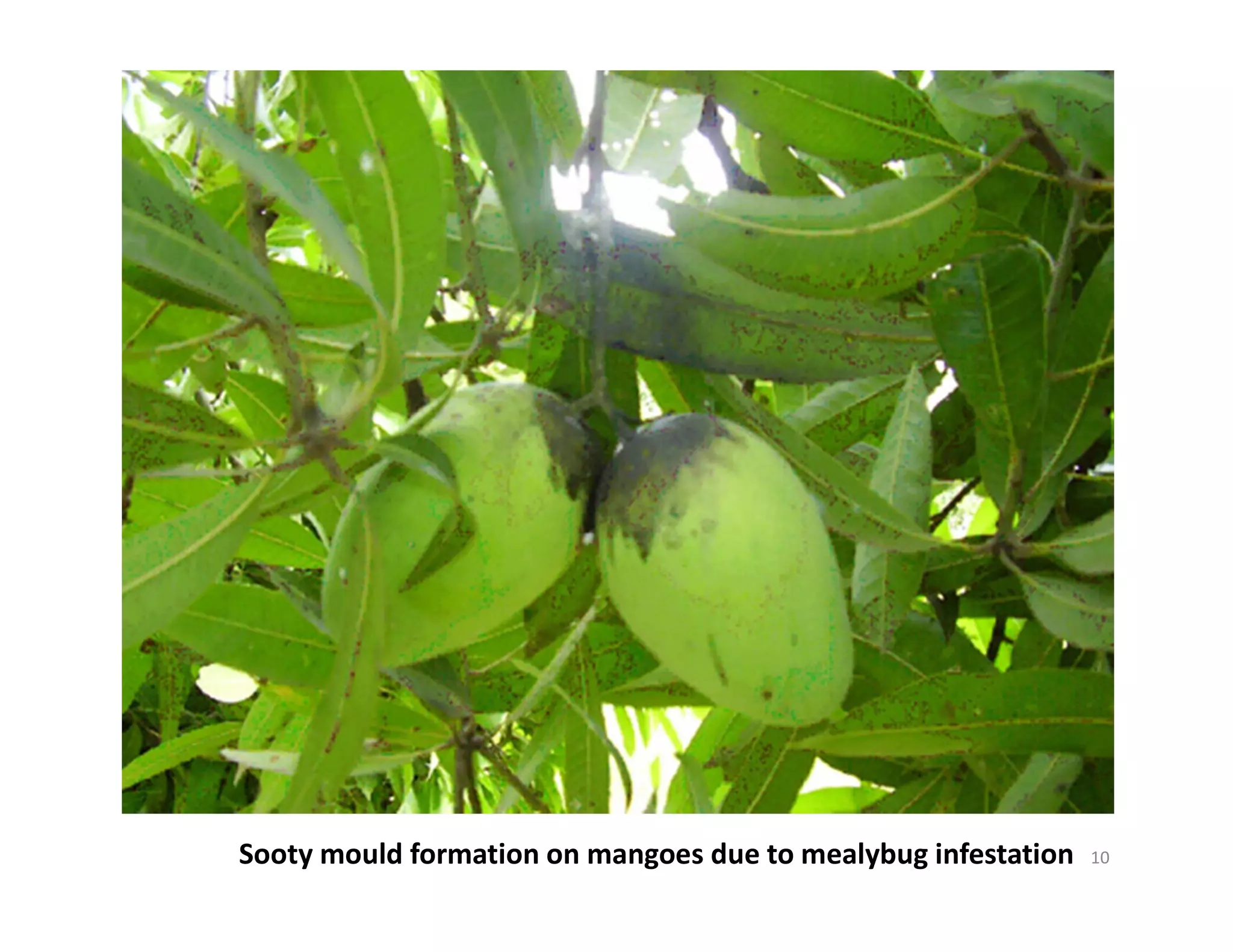 Mango insect pests and their management. | PDF