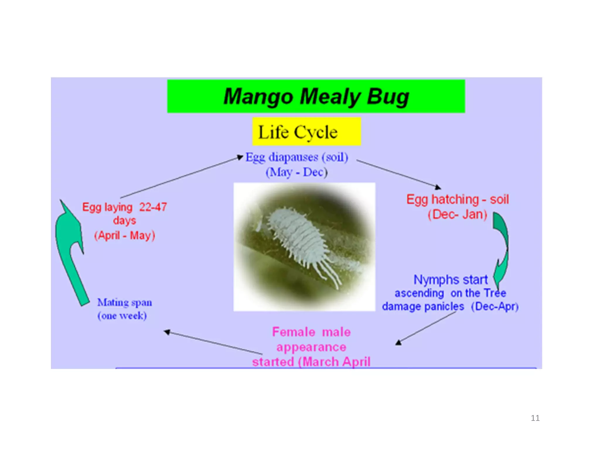 Mango insect pests and their management. | PDF | Beekeeping | Hobbies ...