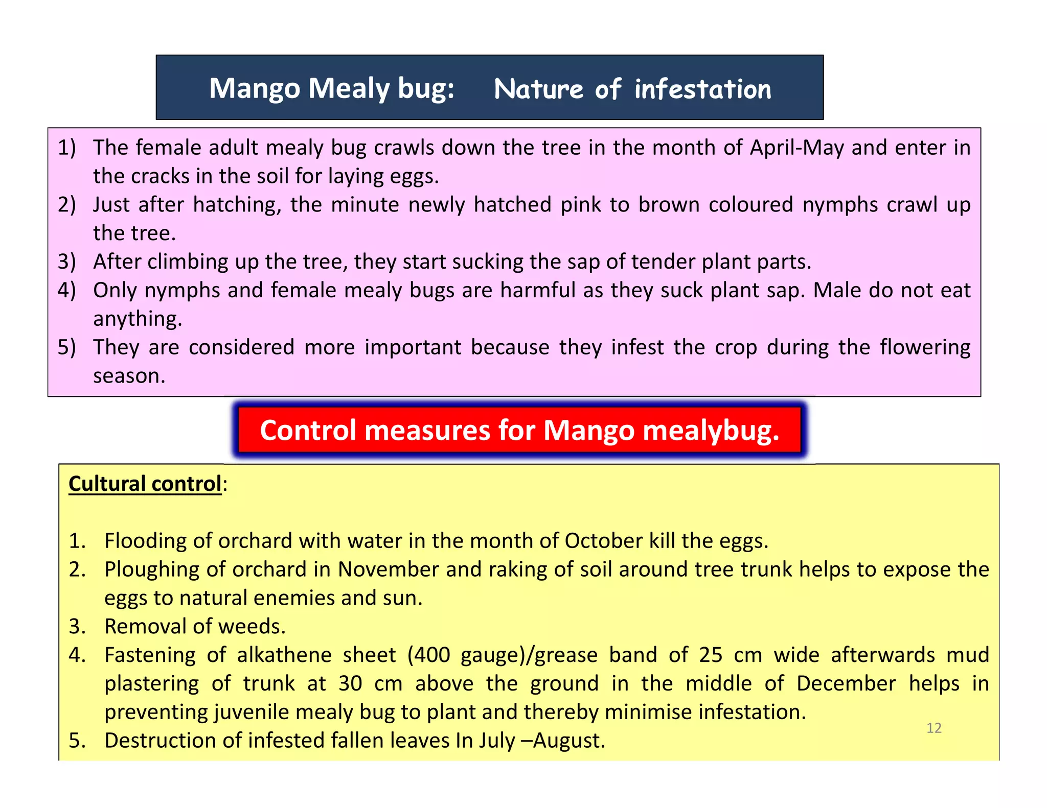 Mango insect pests and their management. | PDF