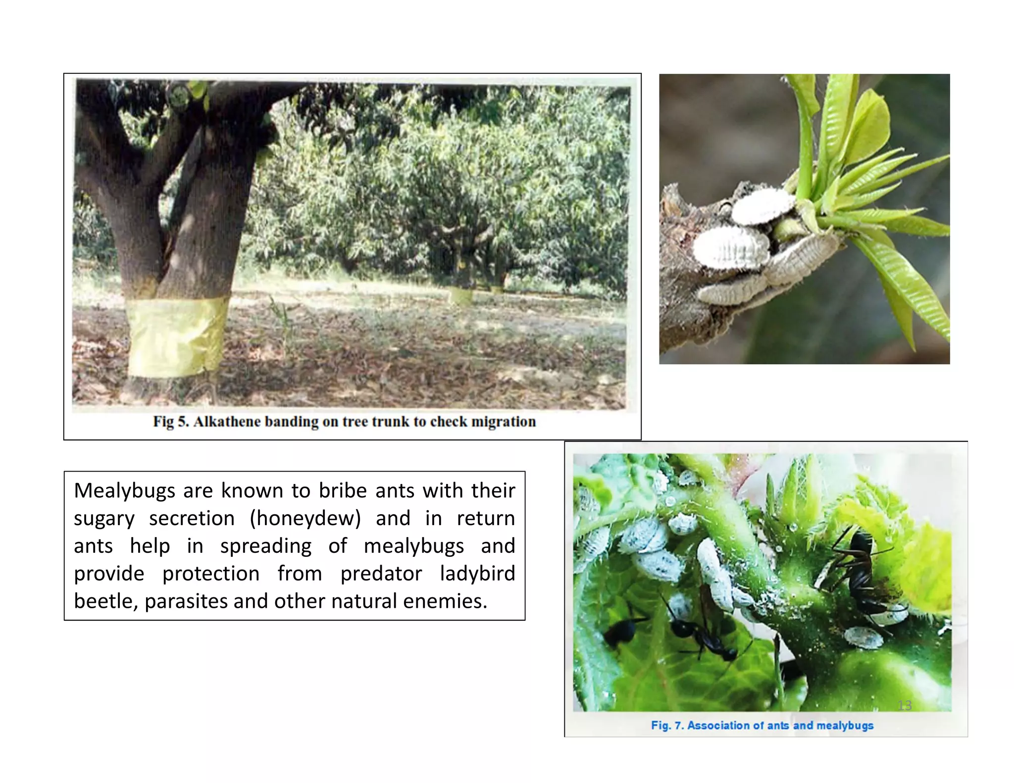 Mango insect pests and their management. | PDF